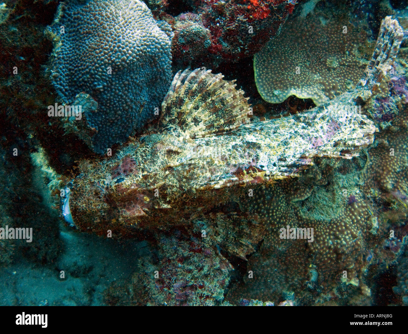 Scorpionfish thailand underwater hi-res stock photography and images ...