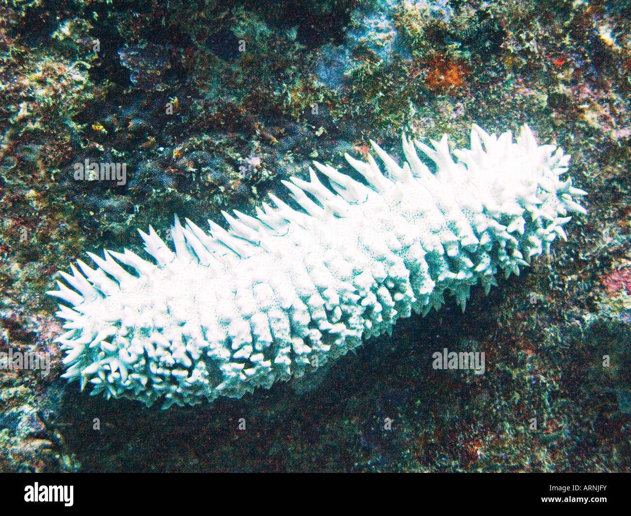 Pineapple coral High Resolution Stock Photography and Images - Alamy