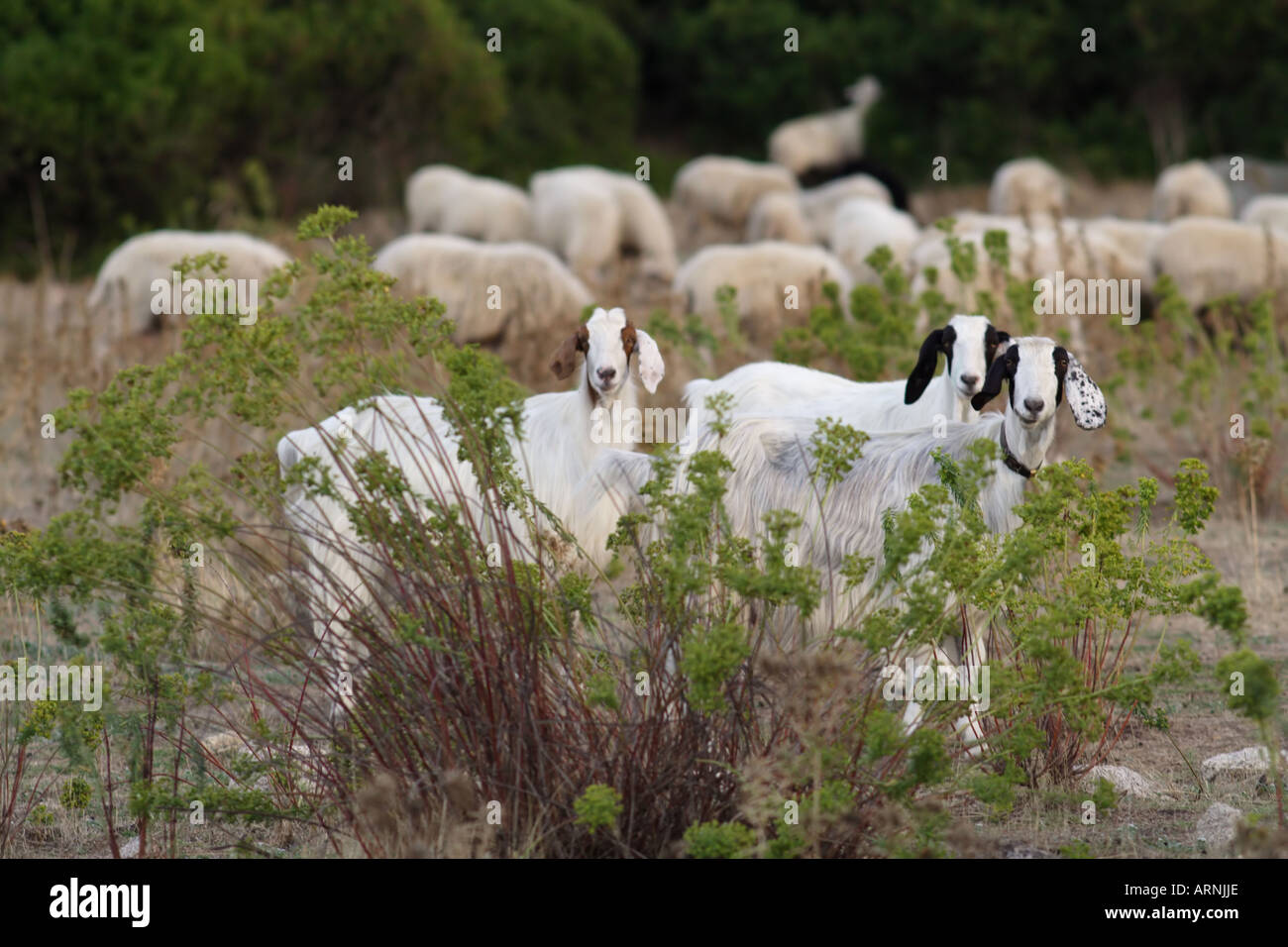 Sardinia italy goat goats hi-res stock photography and images - Alamy
