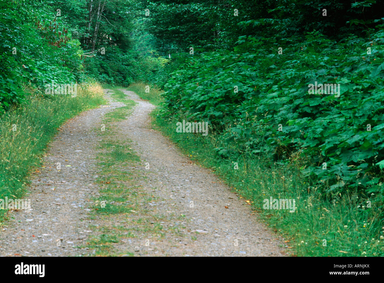 Gravel path through trees, British Columbia, Canada Stock Photo - Alamy
