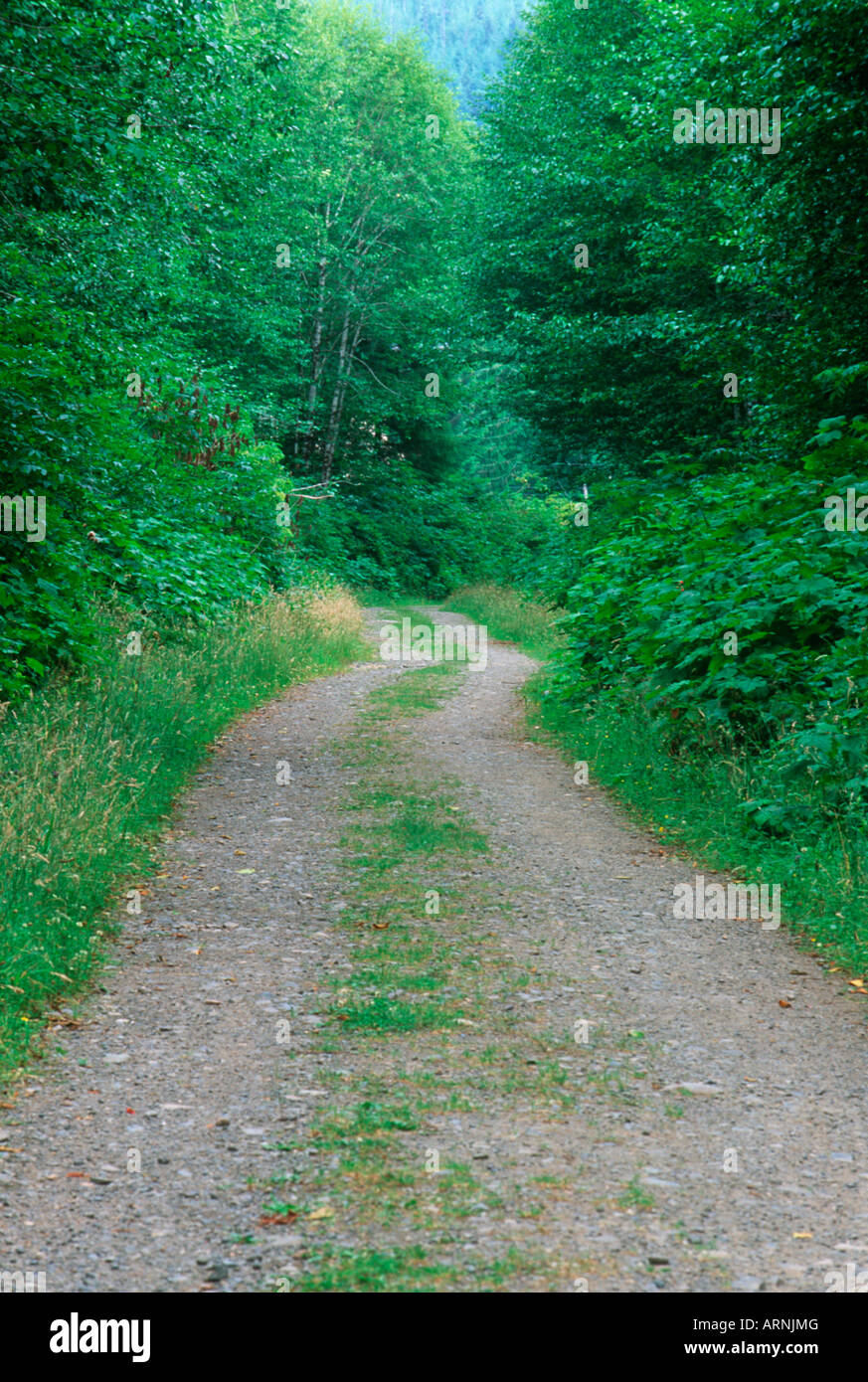Gravel path through trees, British Columbia, Canada Stock Photo - Alamy