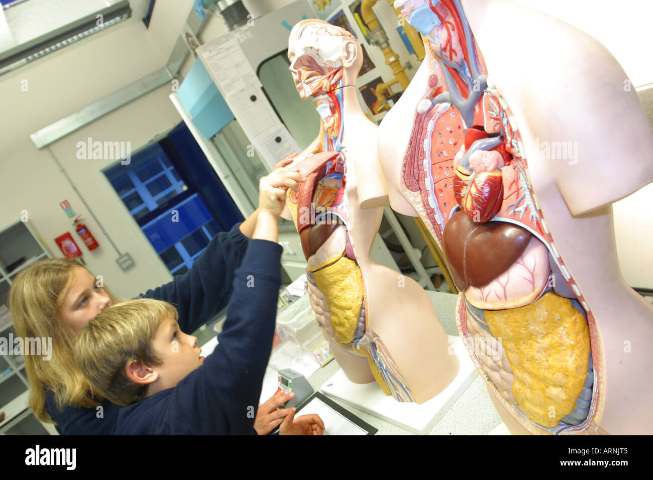 School children biology science lesson learning about the internal ...