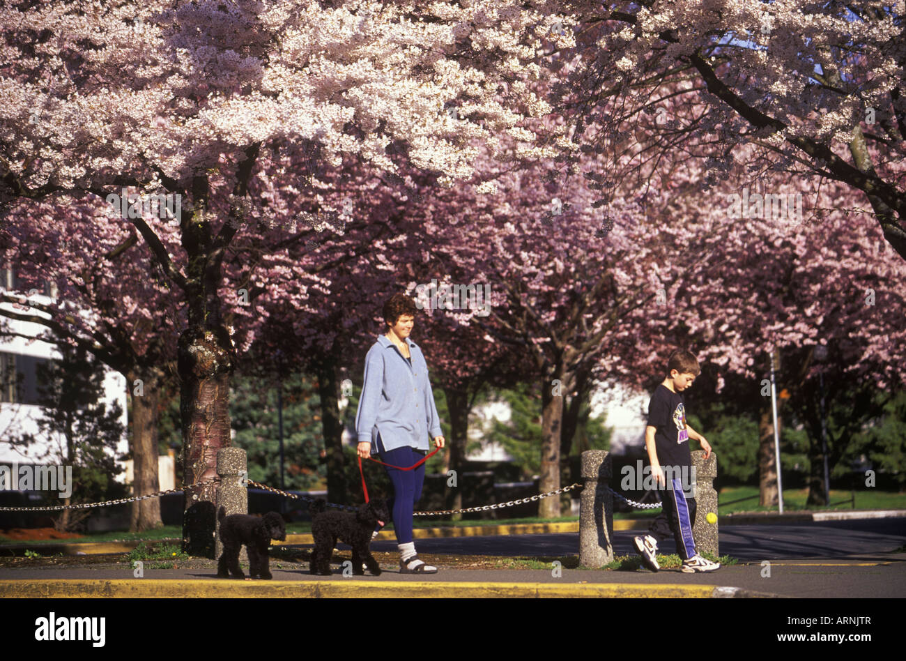 cherry blossoms in springtime, Victoria, Vancouver Island, British ...