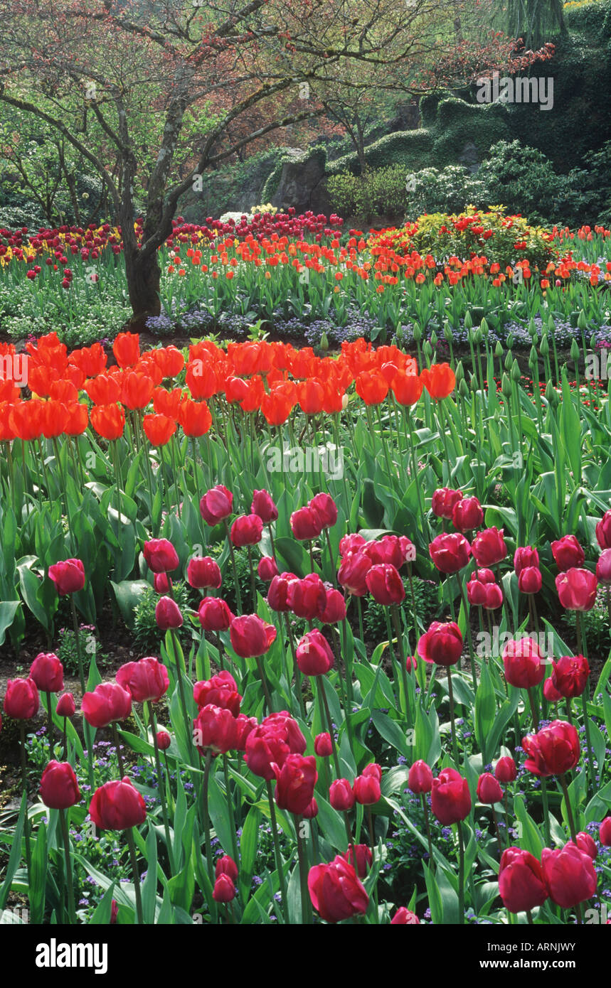 Tulip tree garden america hi-res stock photography and images - Alamy