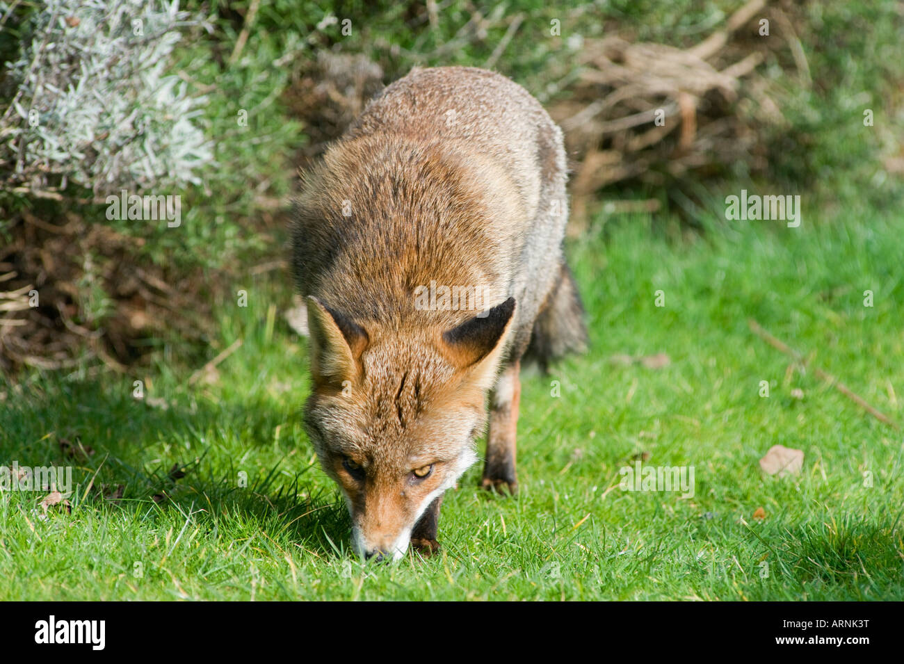 wild fox in suburban garden london england Stock Photo - Alamy