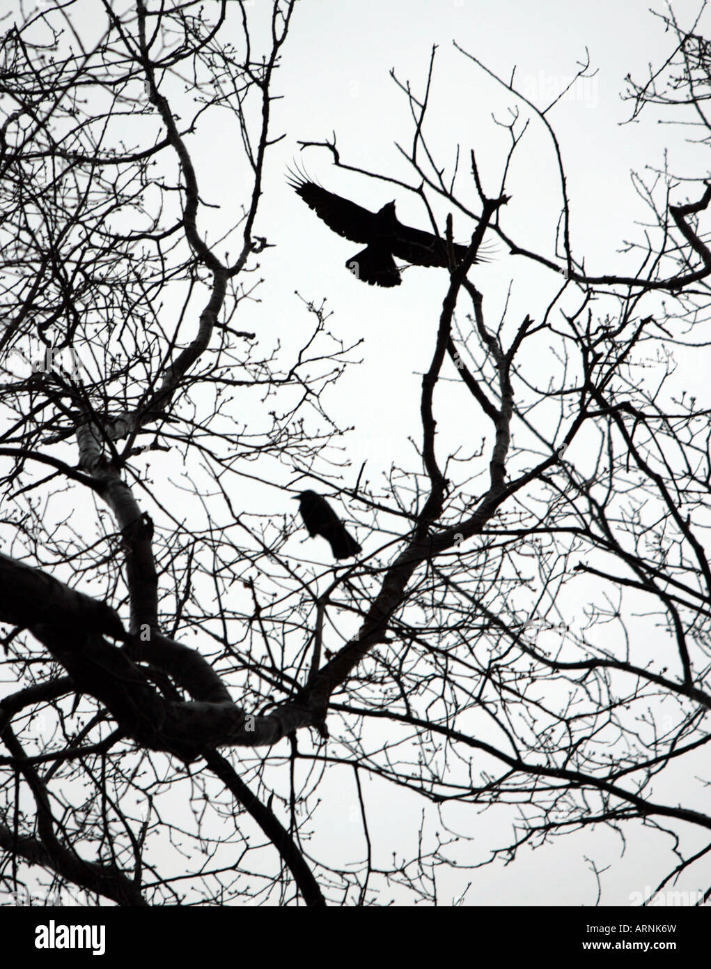 Crows rest on bare branches Stock Photo - Alamy