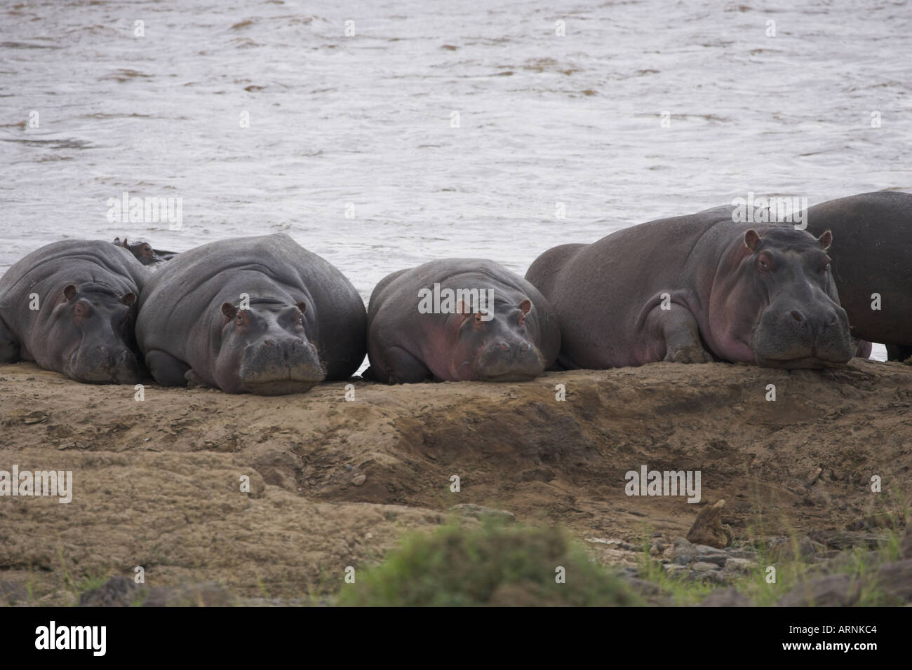 Four Hippos Hippopotamus amphibius on river bank Stock Photo - Alamy