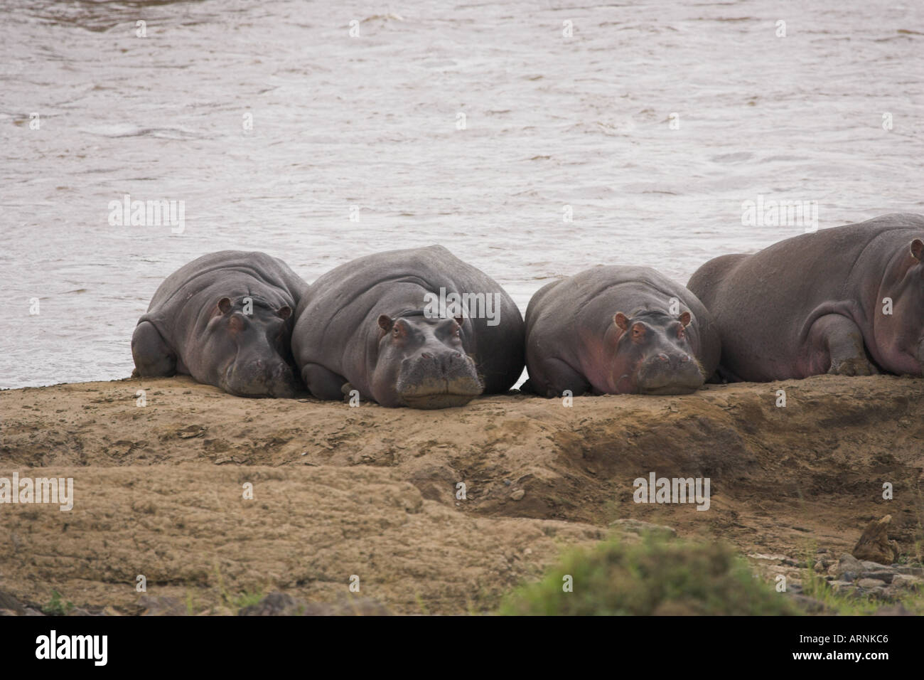 Three Hippos Hippopotamus amphibius on river bank Stock Photo - Alamy