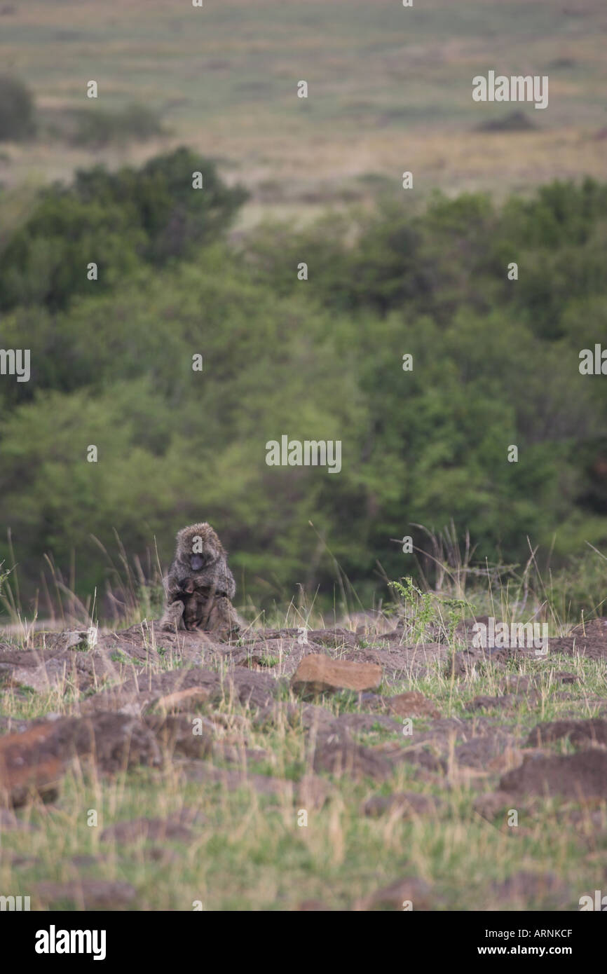 Family cercopithecidae hi-res stock photography and images - Alamy
