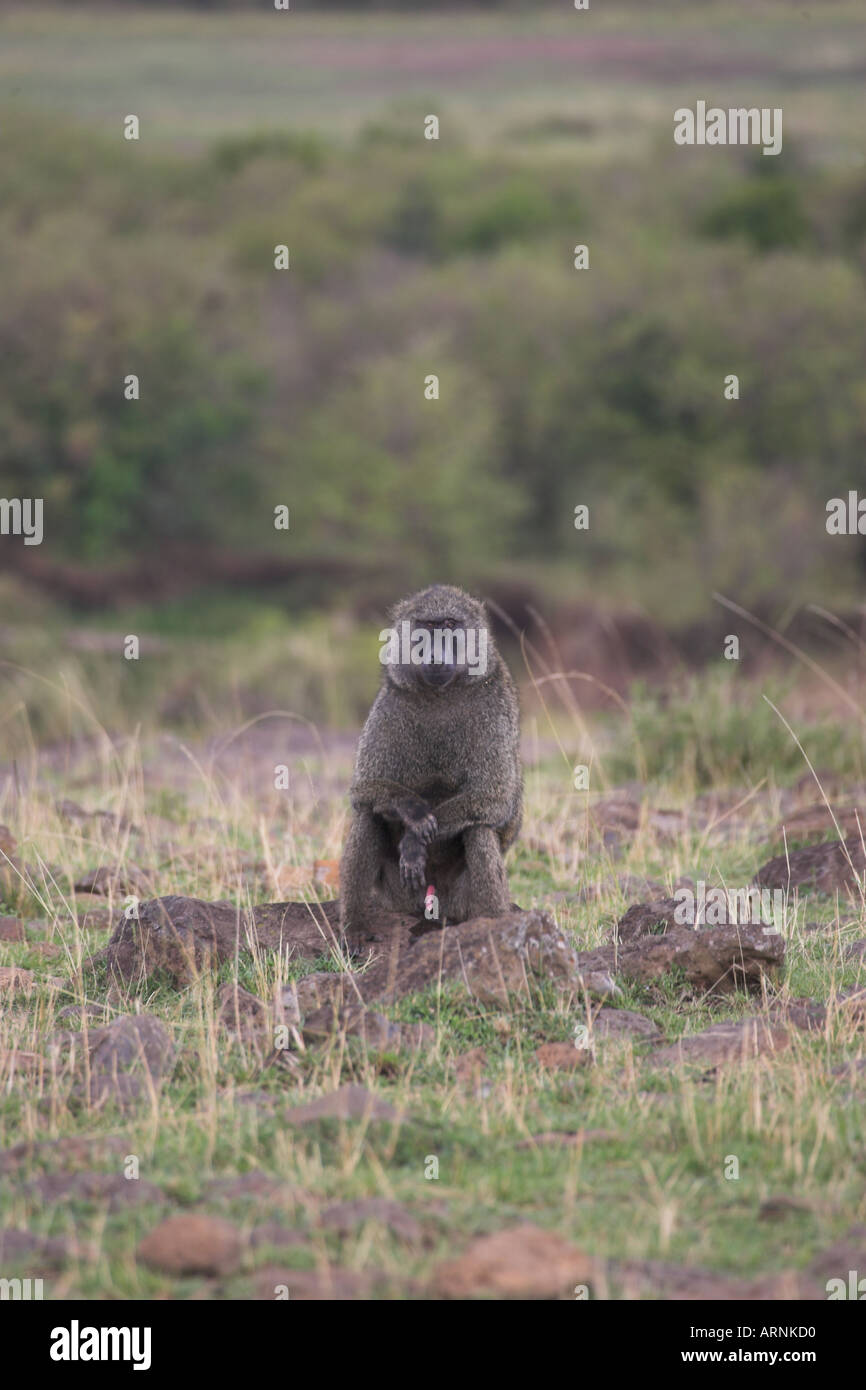 Family cercopithecidae hi-res stock photography and images - Alamy