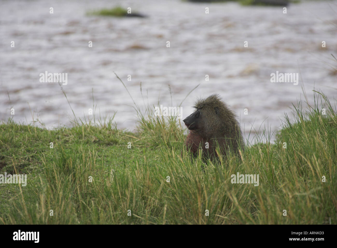 Family cercopithecidae hi-res stock photography and images - Alamy