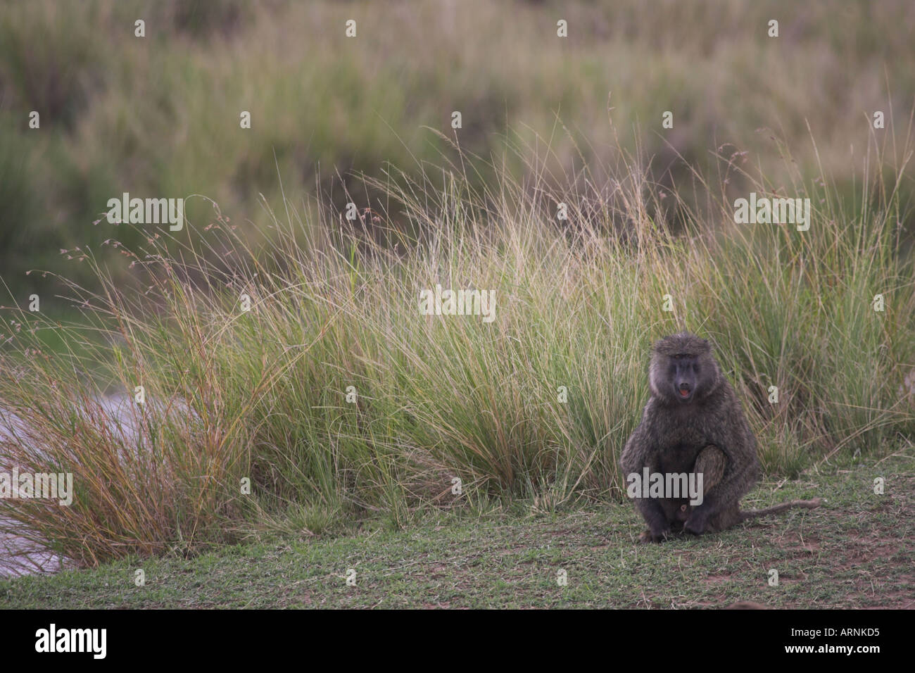 Family cercopithecidae hi-res stock photography and images - Alamy