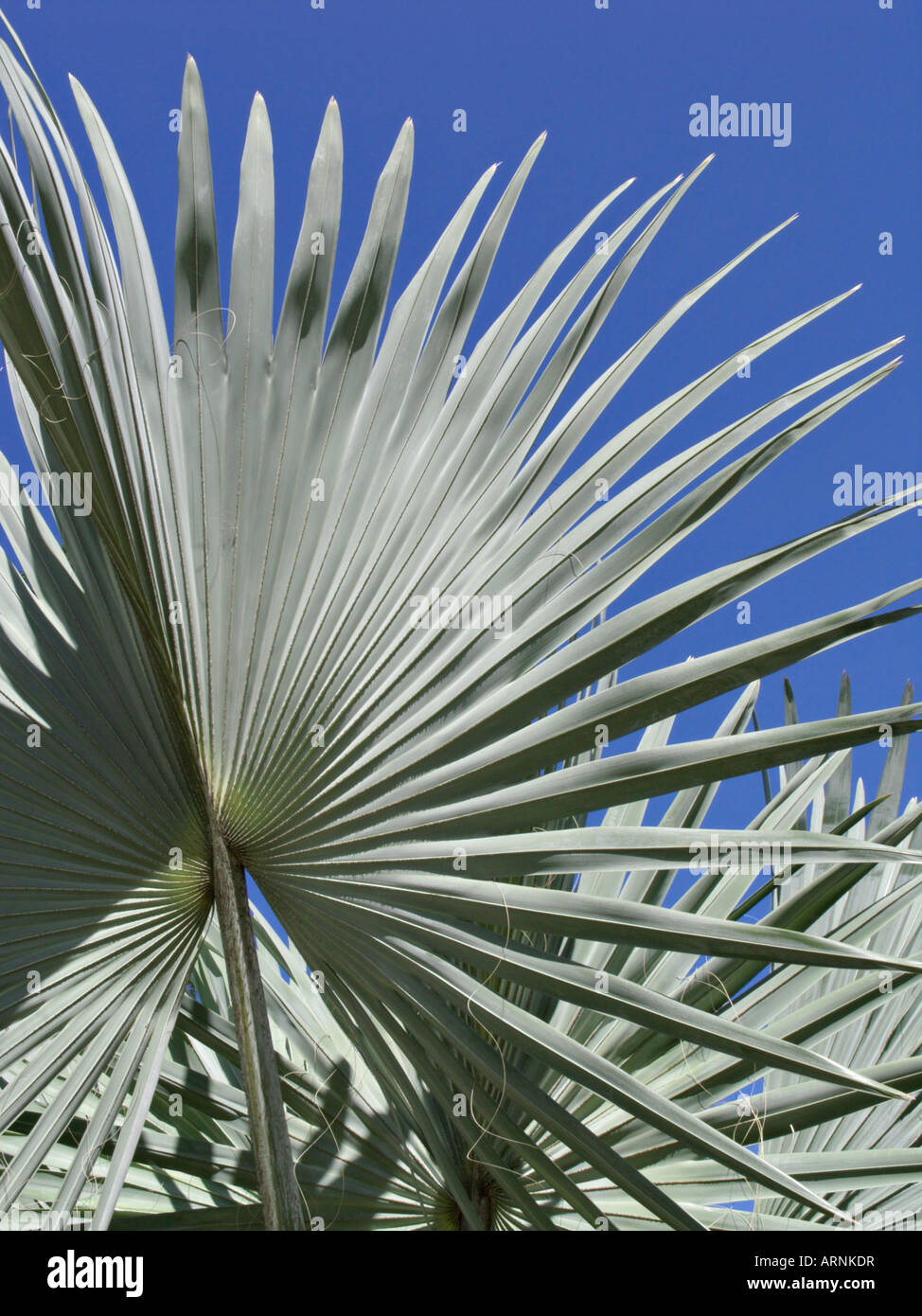 Silver palm hi-res stock photography and images - Alamy