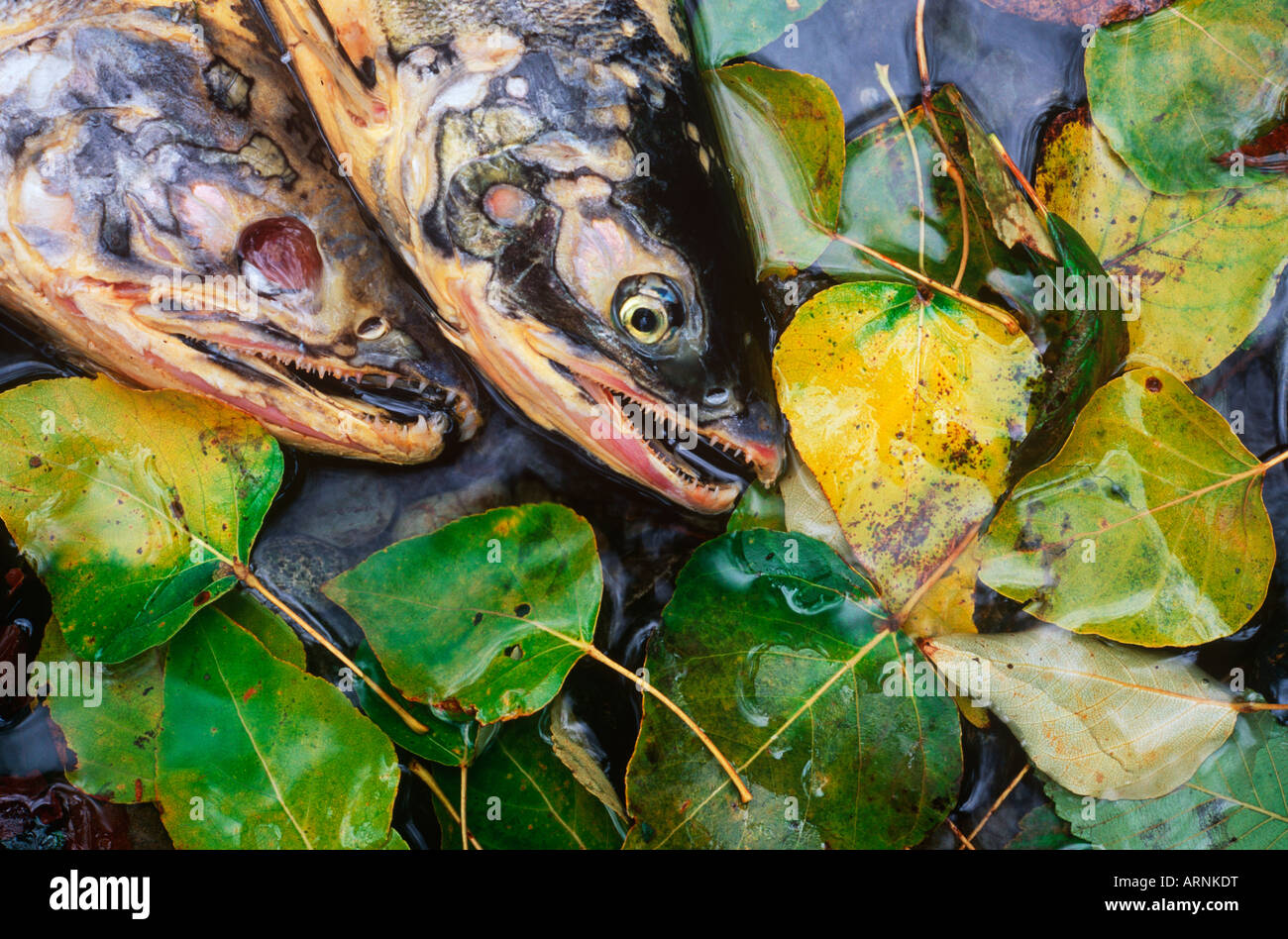 Goldstream Provincial Park during salmon spawn, Victoria, Vancouver ...