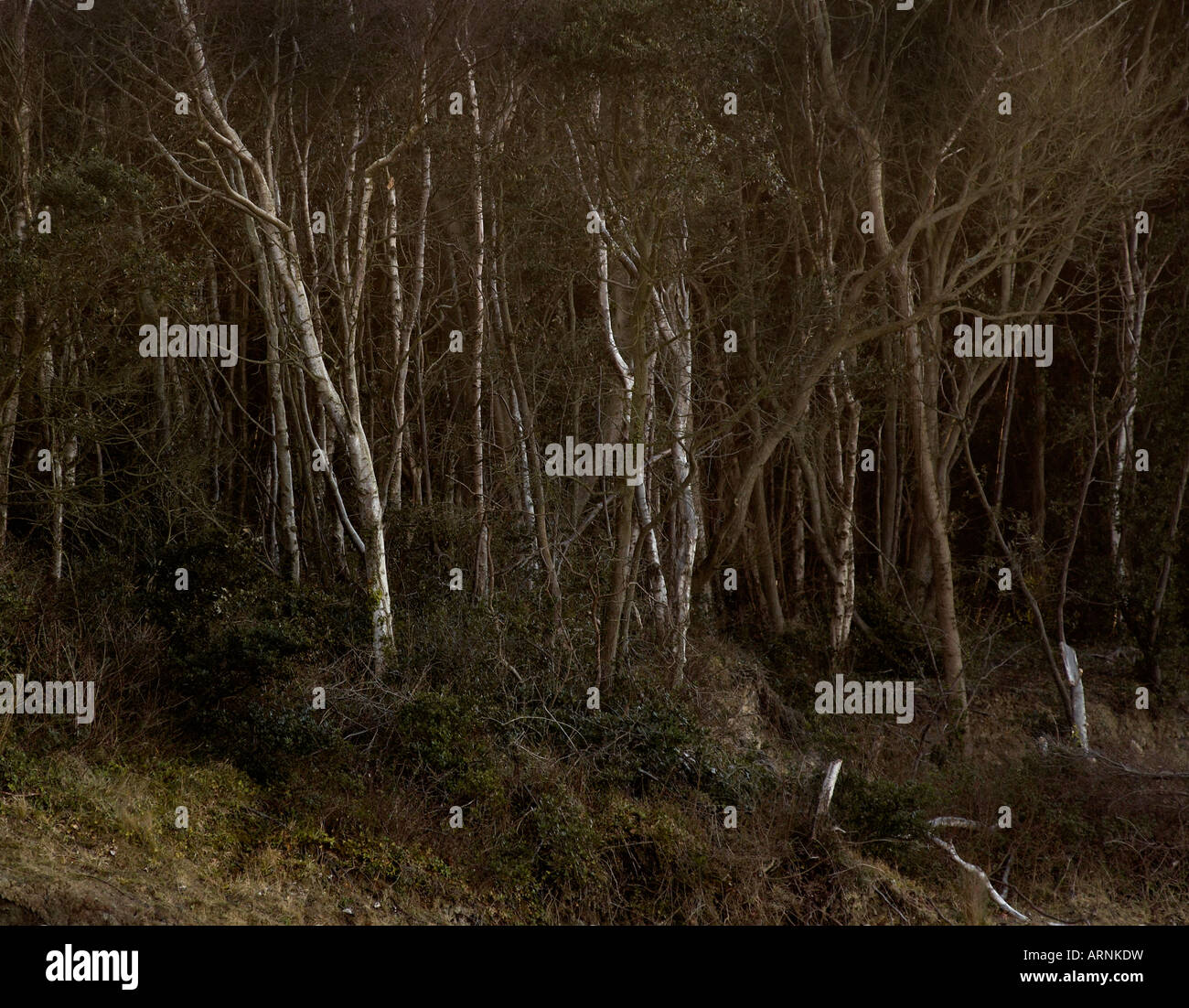 Dark woods hi-res stock photography and images - Alamy