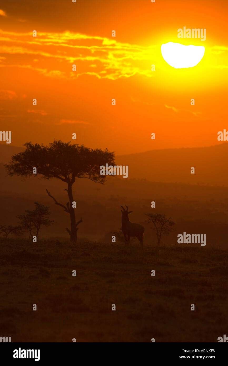 Topi sunrise hi-res stock photography and images - Alamy