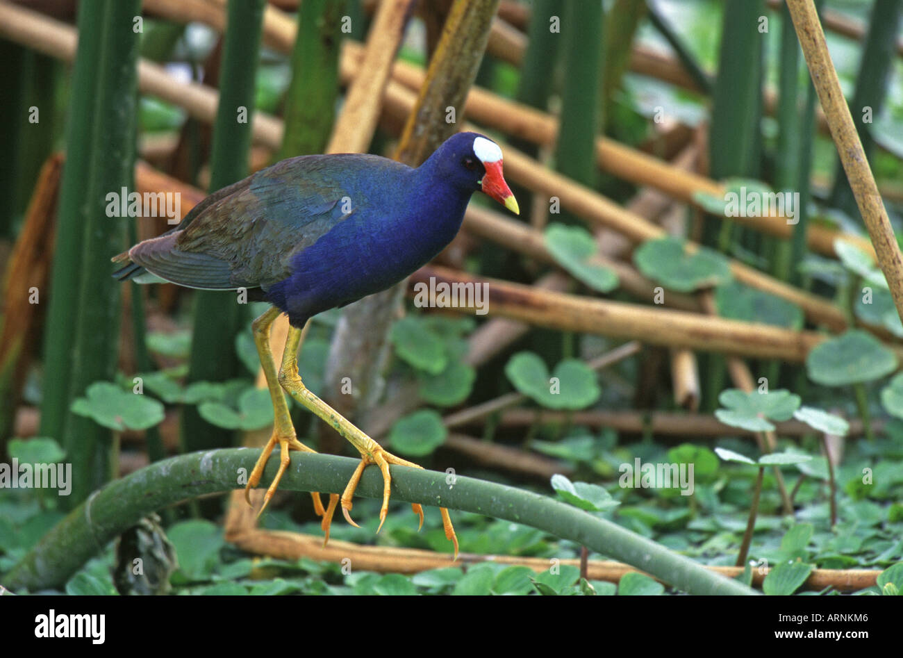 Gallinules hi-res stock photography and images - Alamy