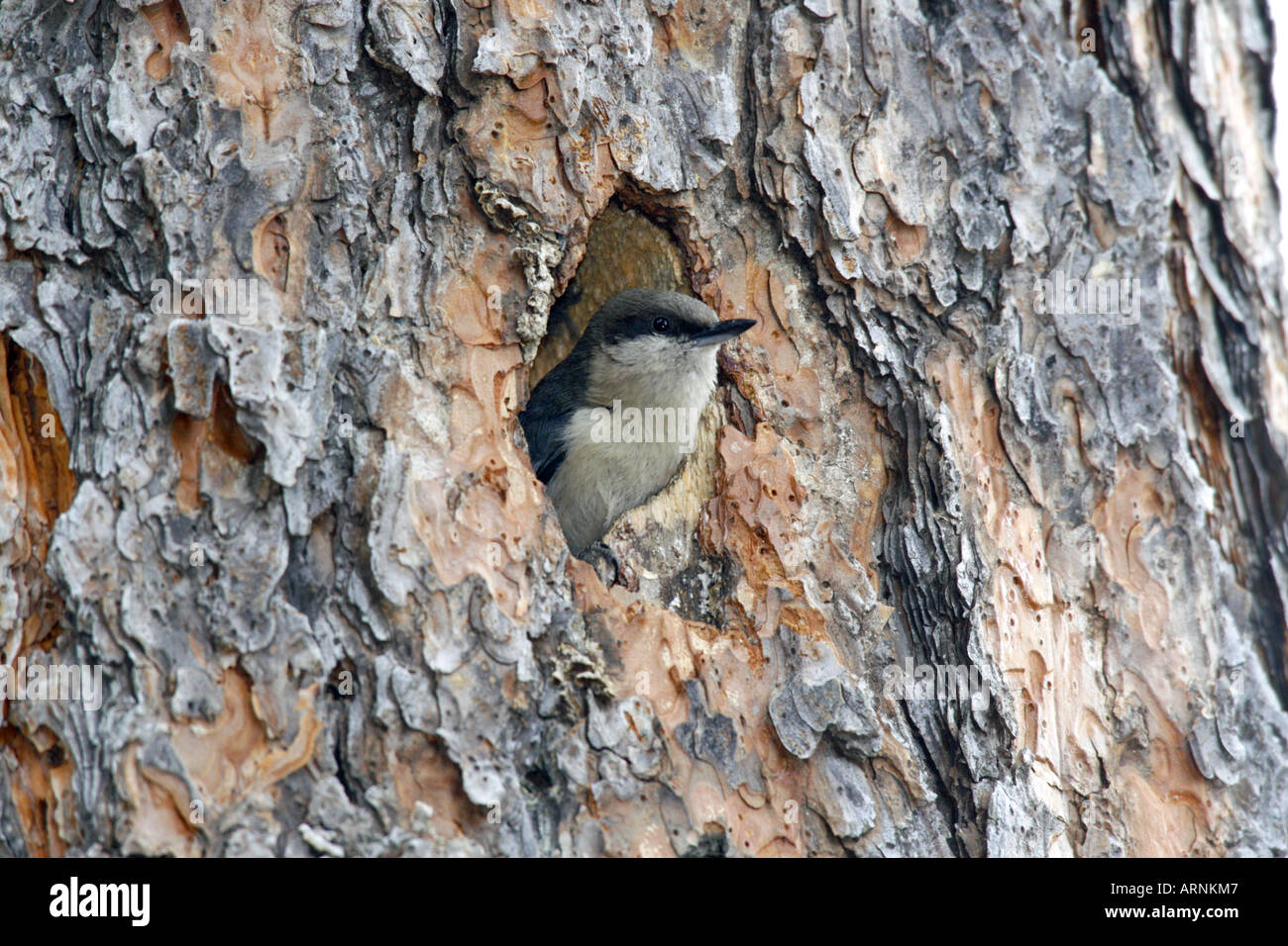 Pygmy nuthatch nest hi-res stock photography and images - Alamy