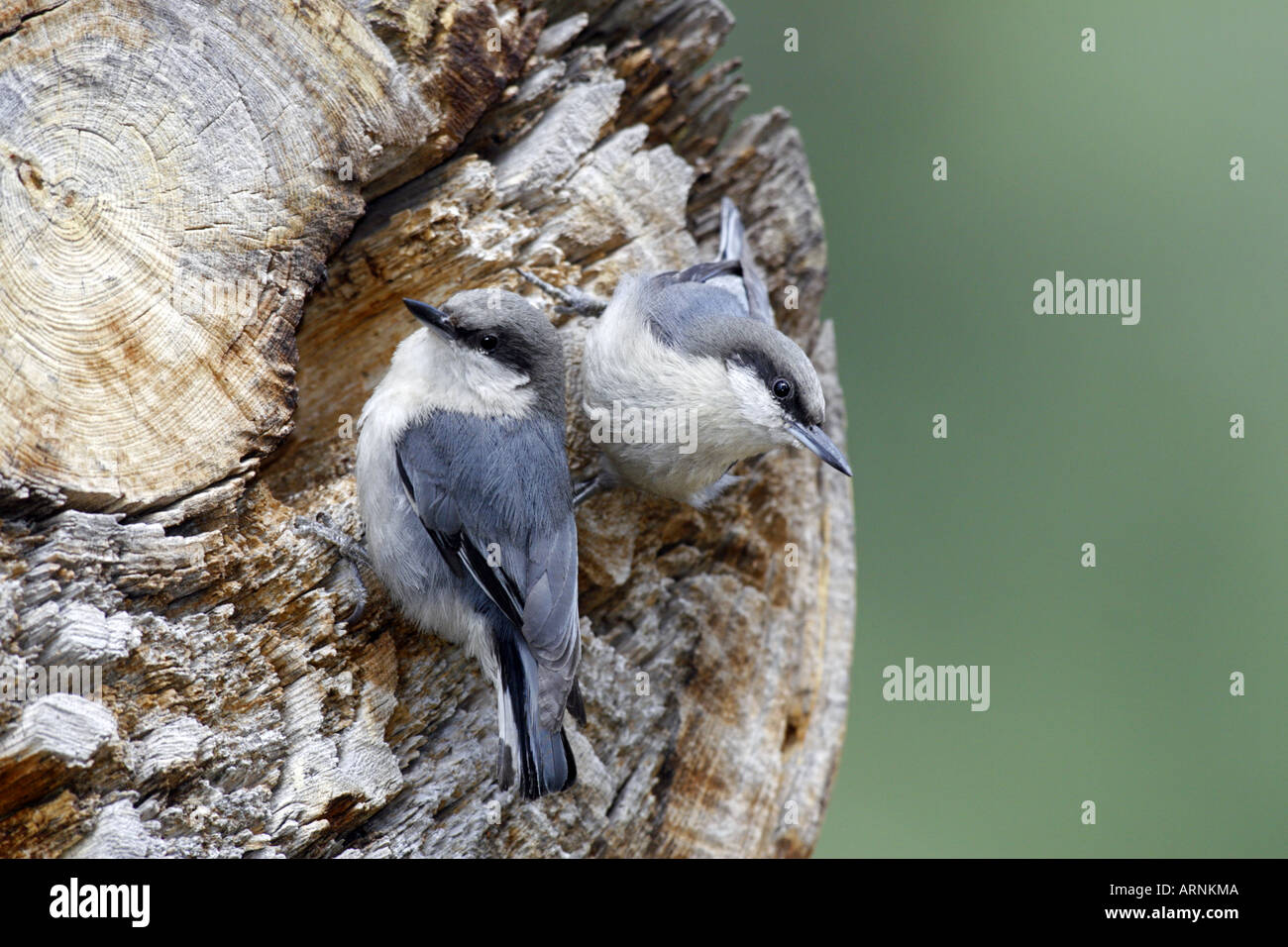 Pygmy nuthatch nest hi-res stock photography and images - Alamy