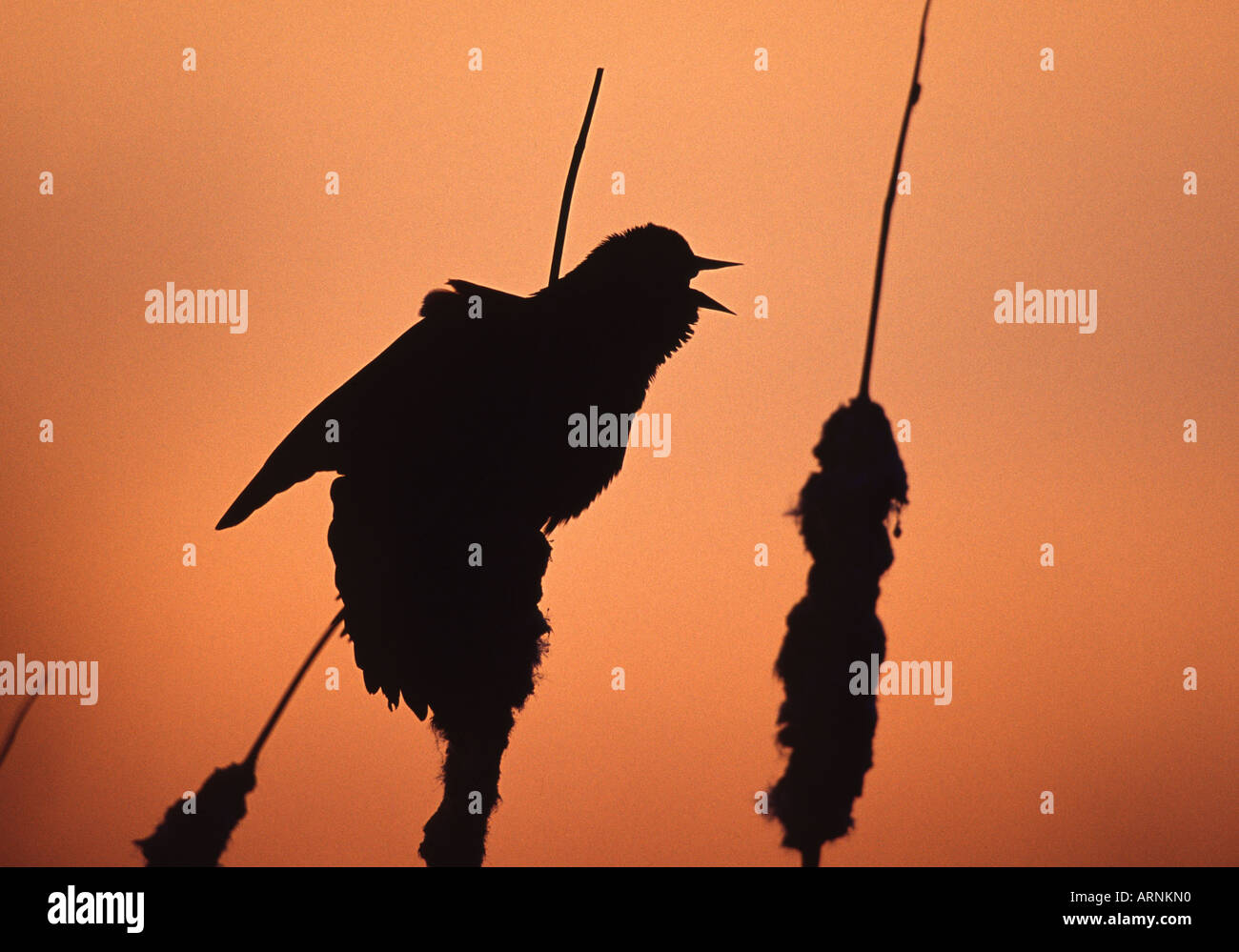 American blackbirds hi-res stock photography and images - Alamy