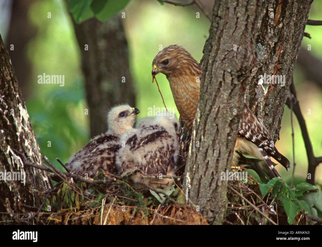Family hawk hi-res stock photography and images - Alamy
