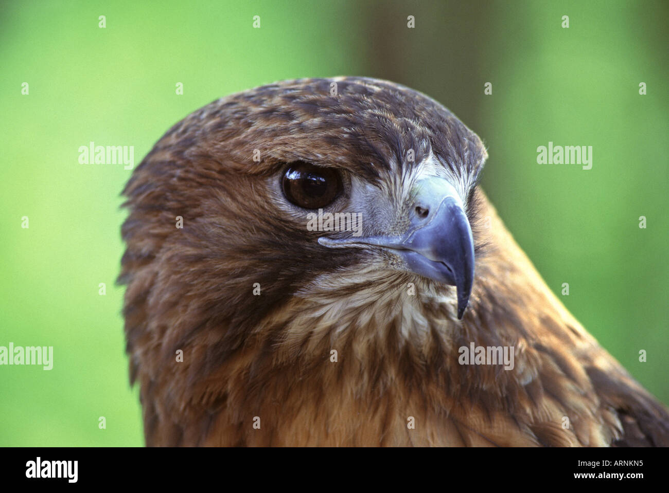 Red-tailed Hawk - Head Profile Stock Photo - Alamy