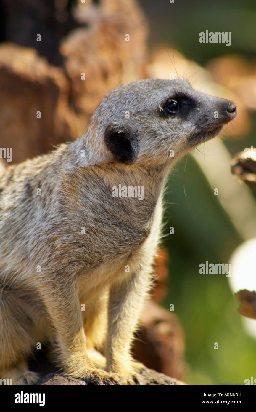 Meercat hi-res stock photography and images - Alamy