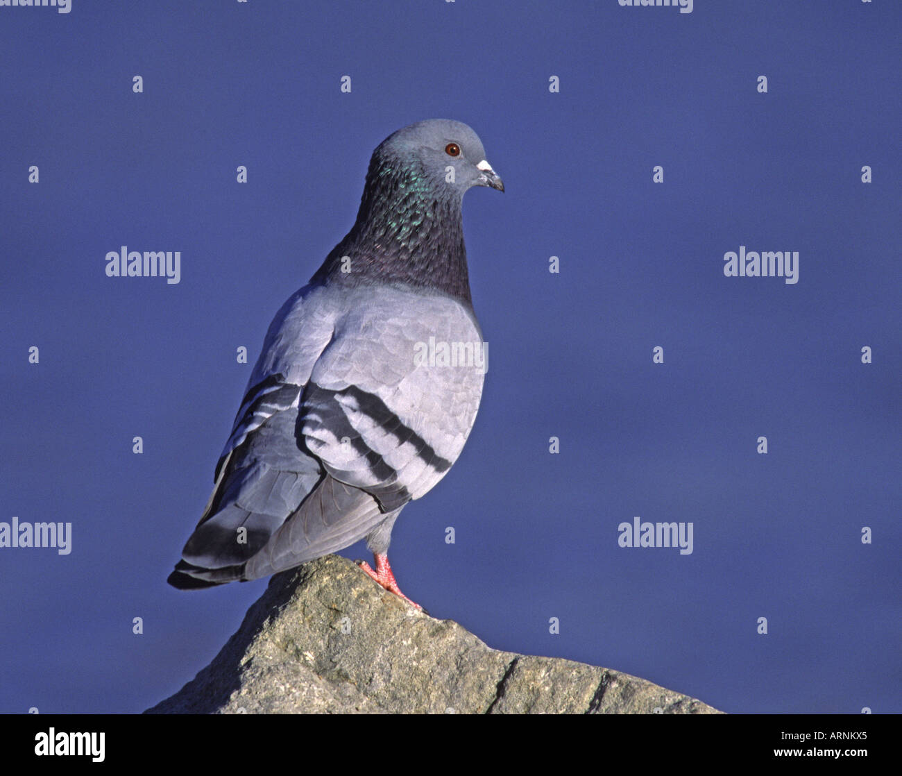 Rock Dove - Pigeon Stock Photo - Alamy