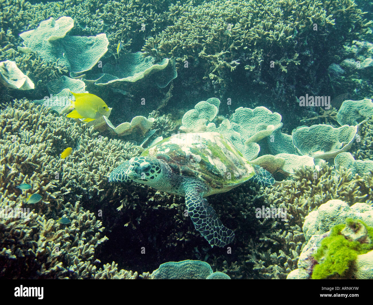 Sea turtle January 2008, Similan islands, Andaman sea, Thailand Stock ...
