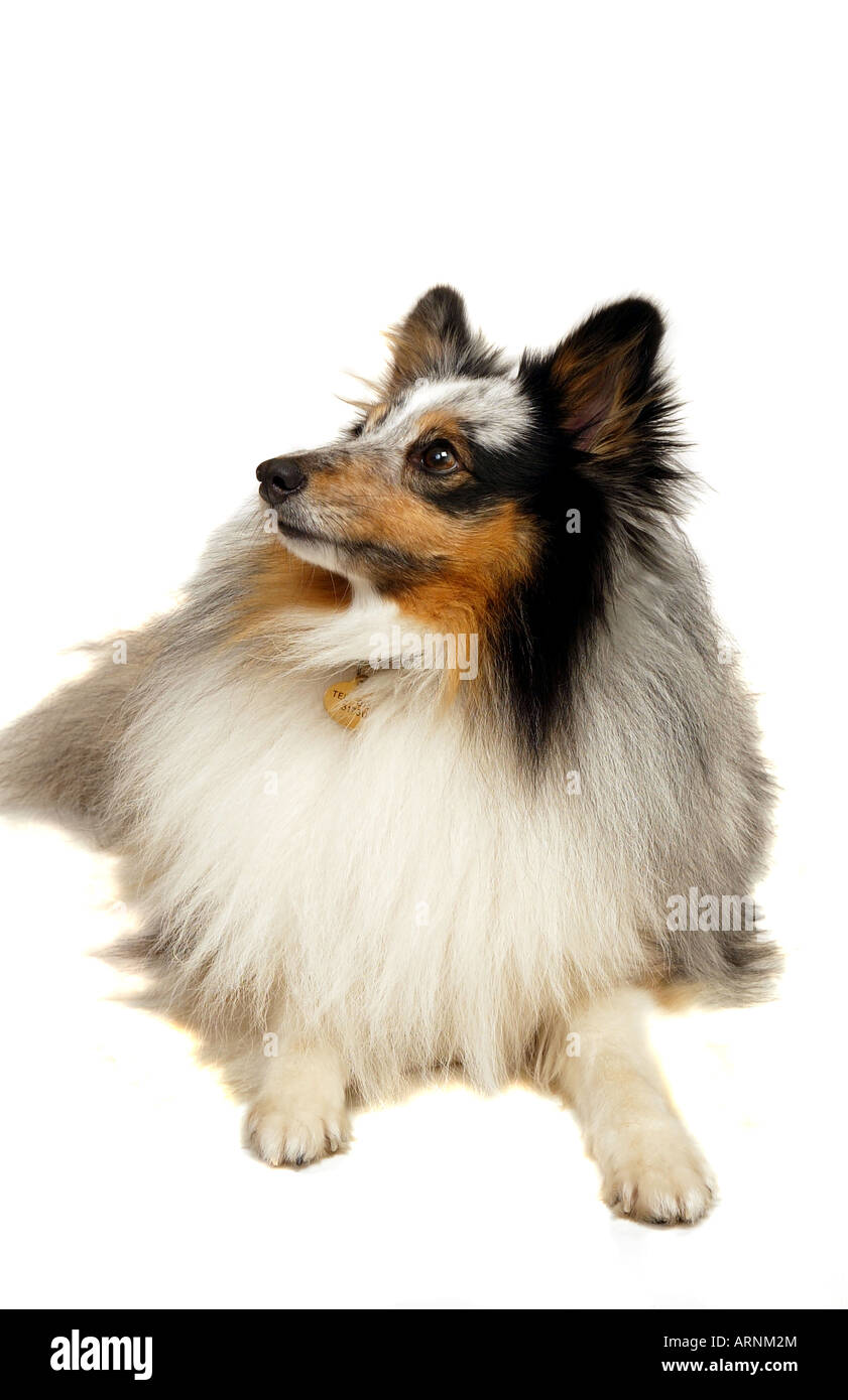 A portrait of a Blue Merle Shetland Sheep Dog on a white background ...
