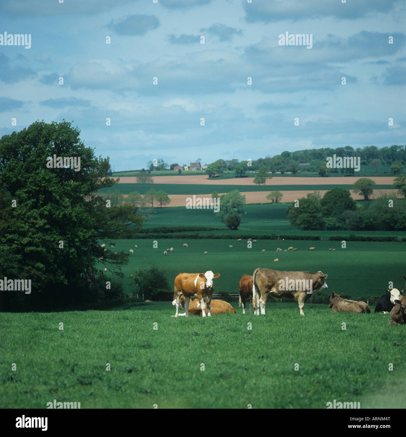 Sheep cows cattle grazing hi-res stock photography and images - Alamy