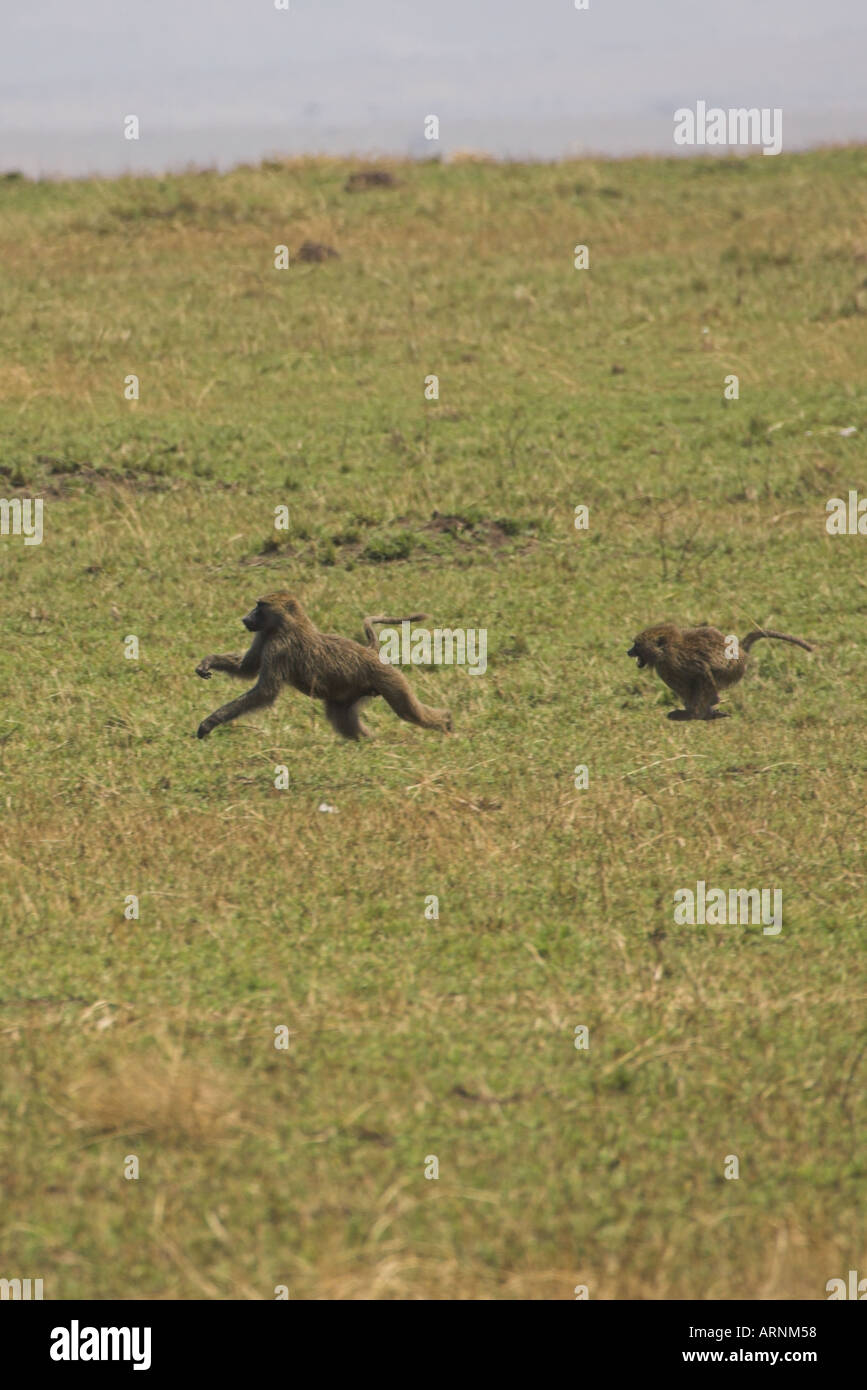 Two baboons family Cercopithecidae running Stock Photo - Alamy