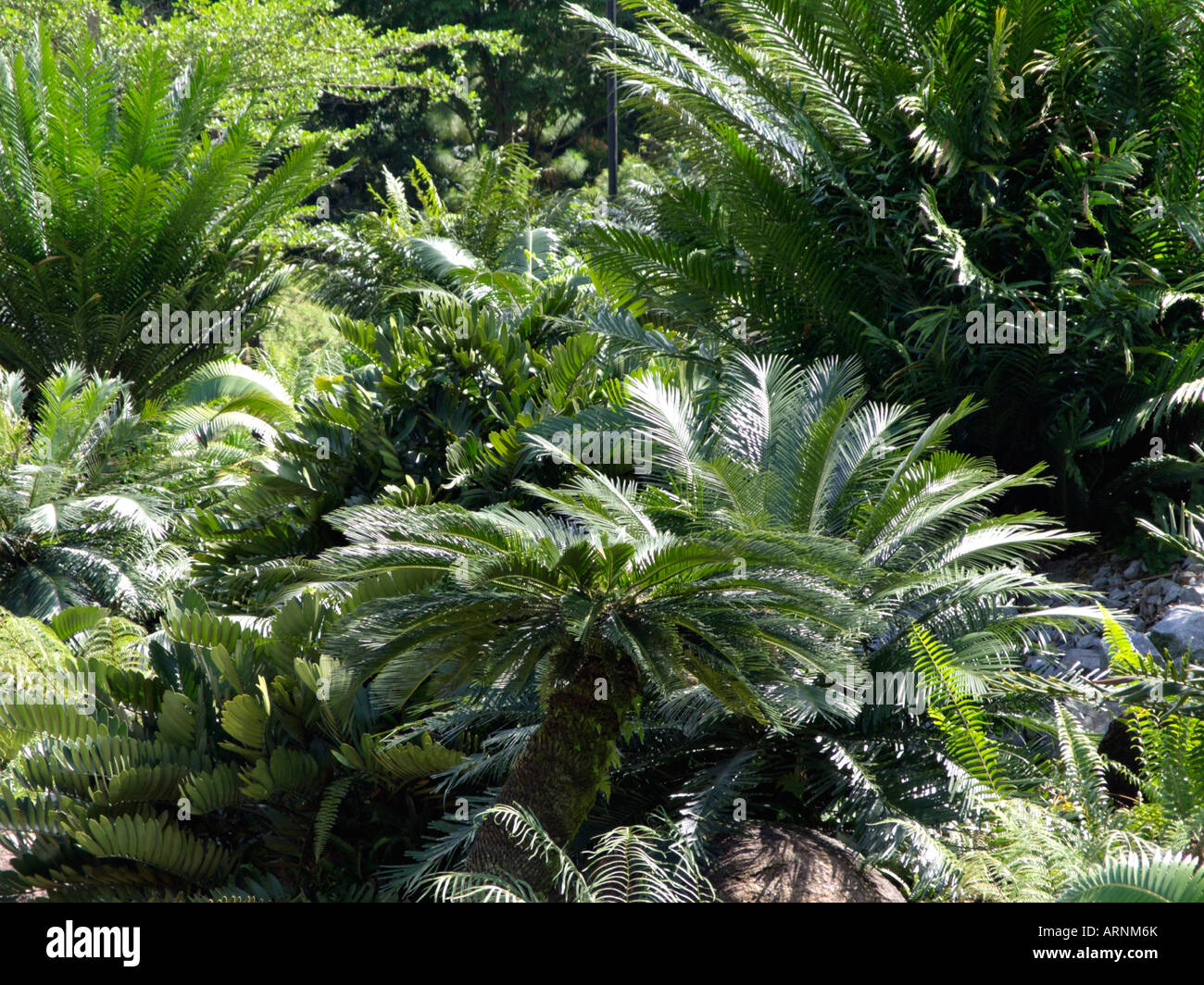 Sago palm (Cycas revoluta Stock Photo - Alamy