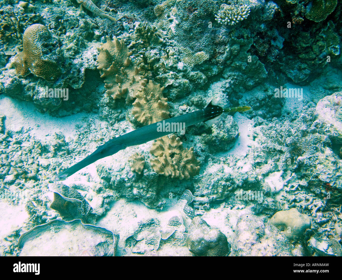 Trumpetfish, Aulostomus chinensis January 2008, Similan islands ...