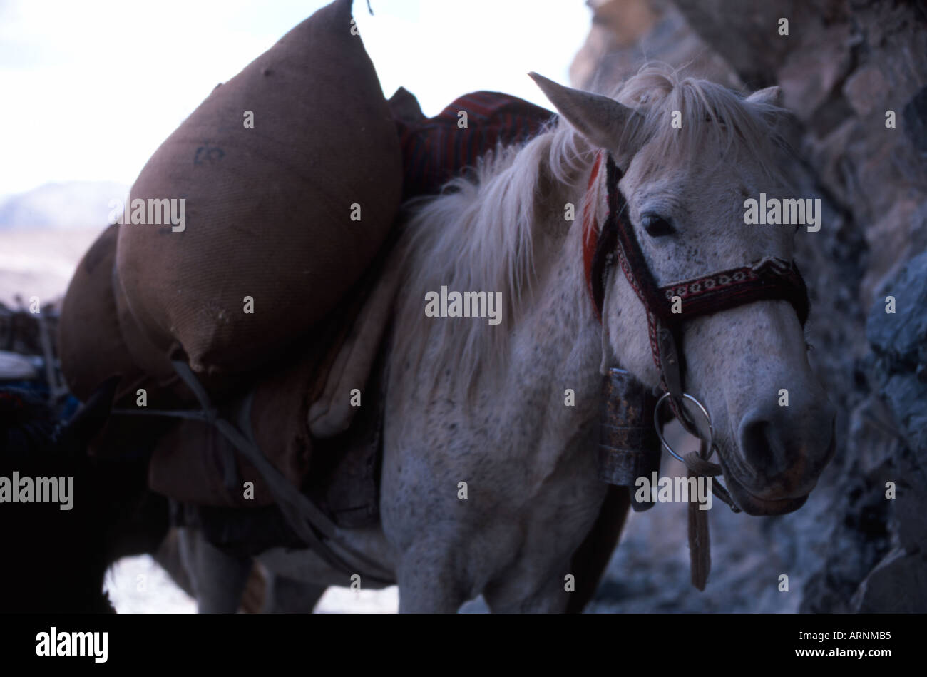 Local man carries tourism hi-res stock photography and images - Alamy