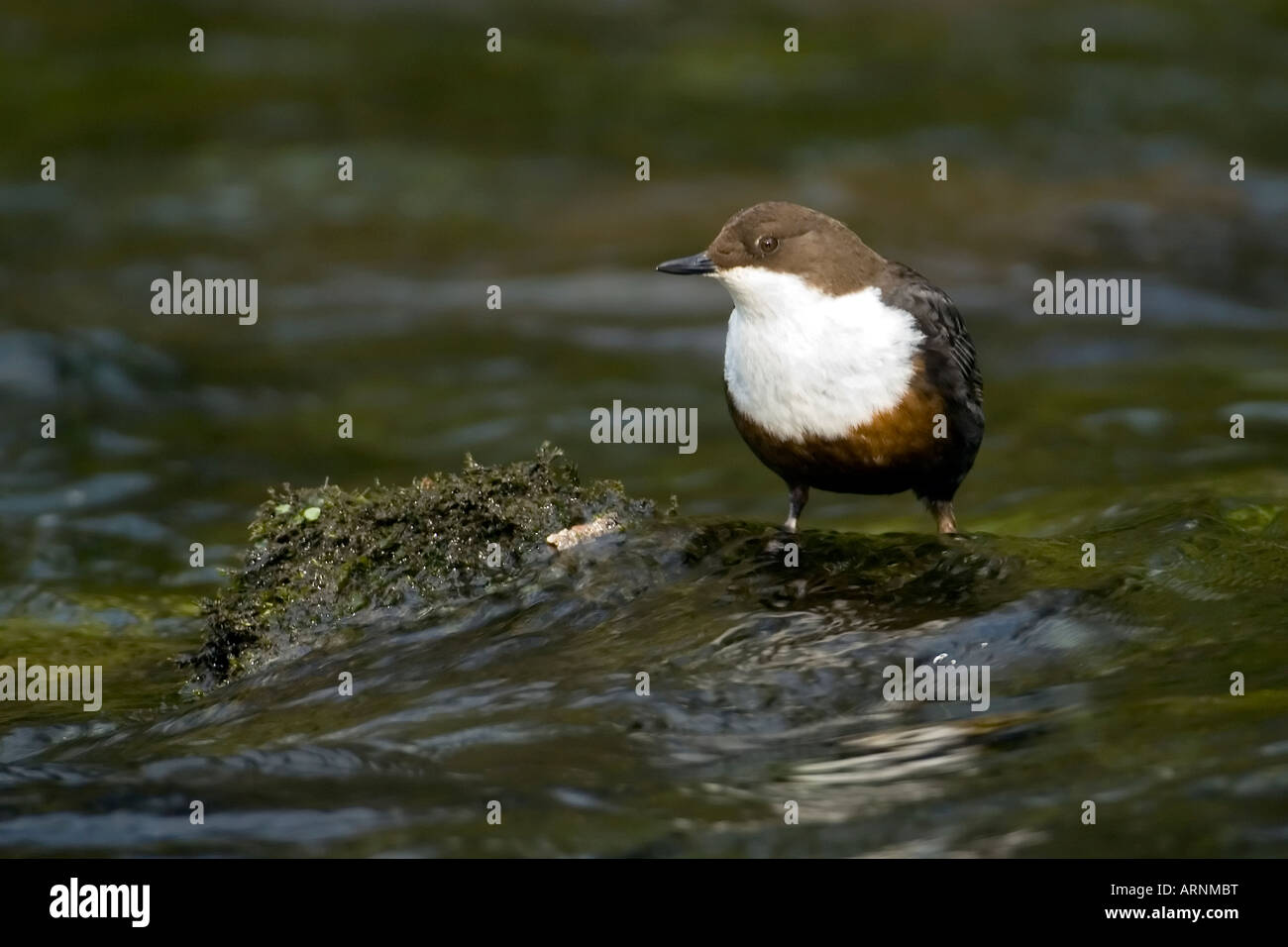 Dipper family hi-res stock photography and images - Alamy