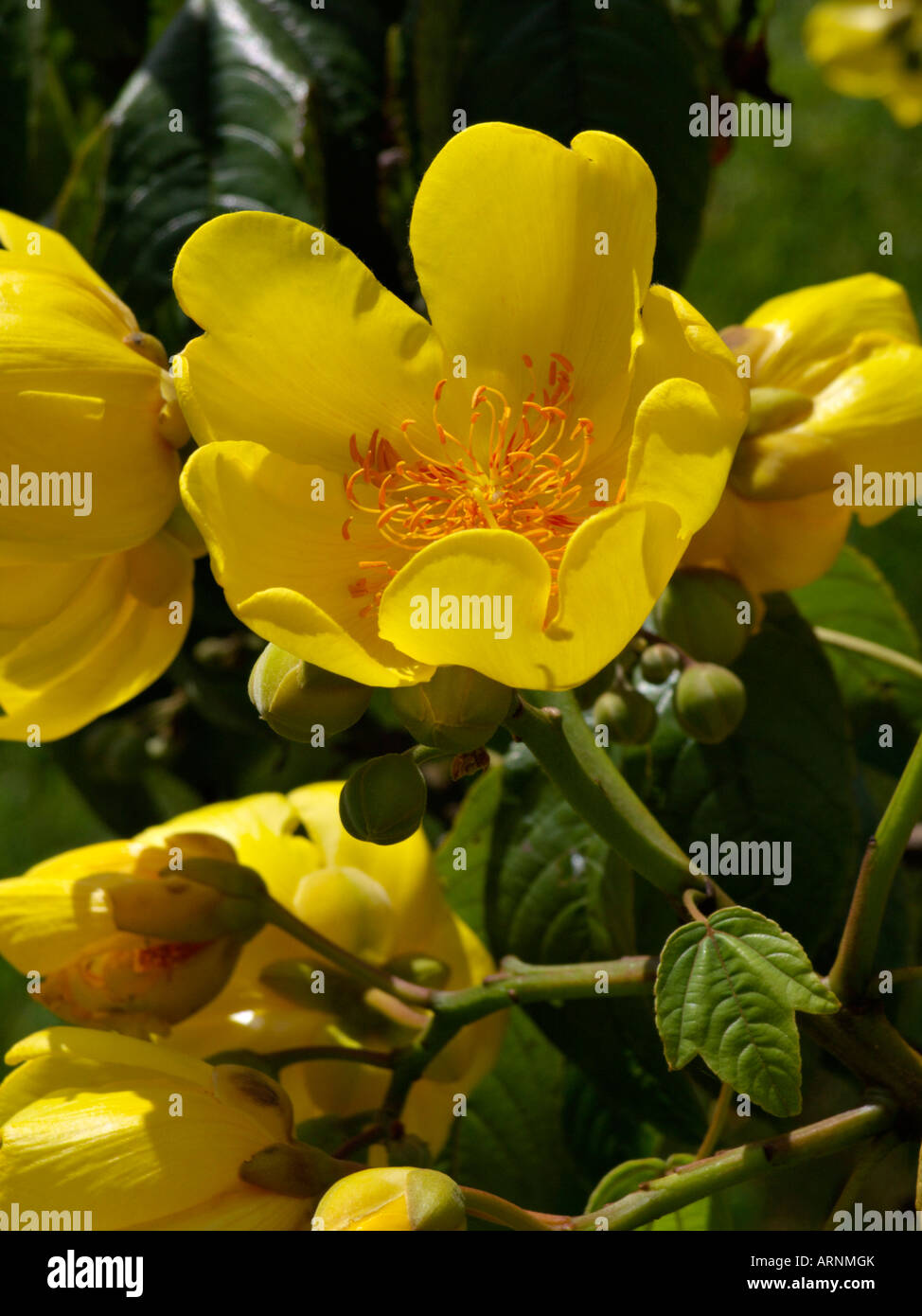 Cochlospermaceae hi-res stock photography and images - Alamy