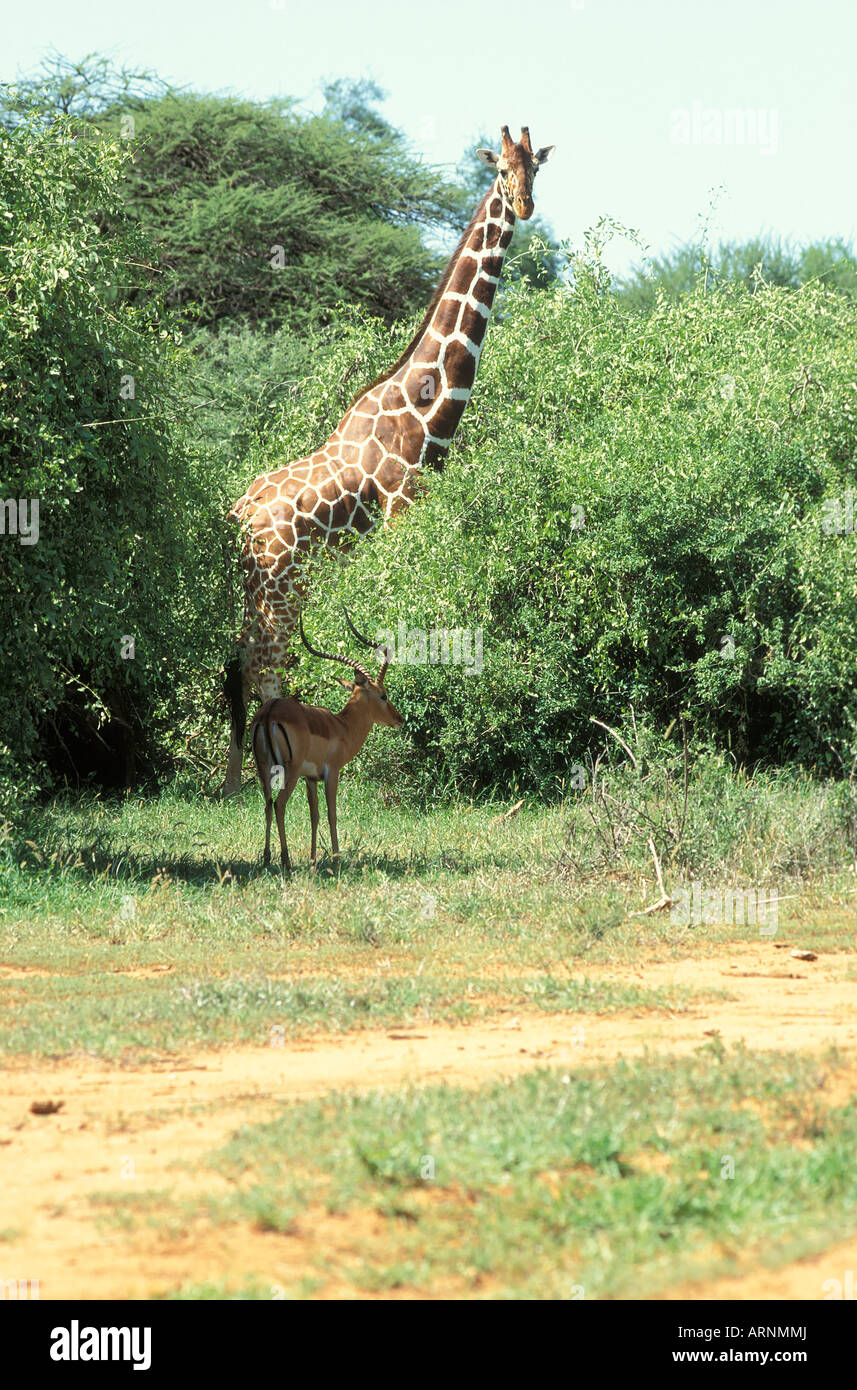 Adult browser browsing bull hi-res stock photography and images - Alamy