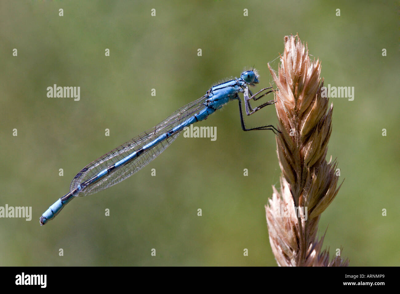 Common Blue Damselfly Stock Photo - Alamy