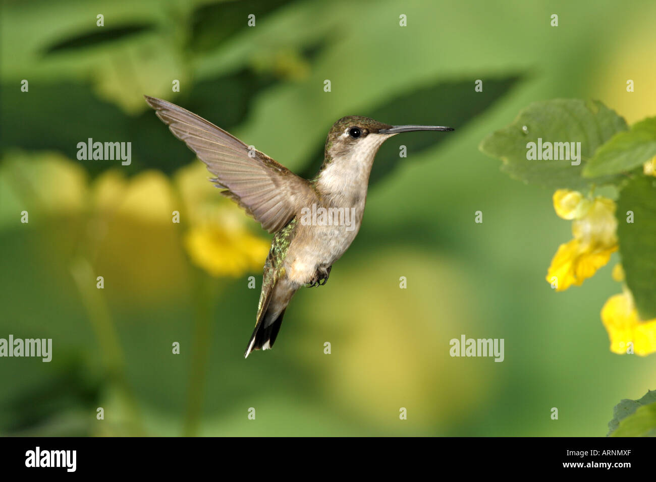 Female Ruby throated Hummingbird Flying near Jewelweed Stock Photo - Alamy