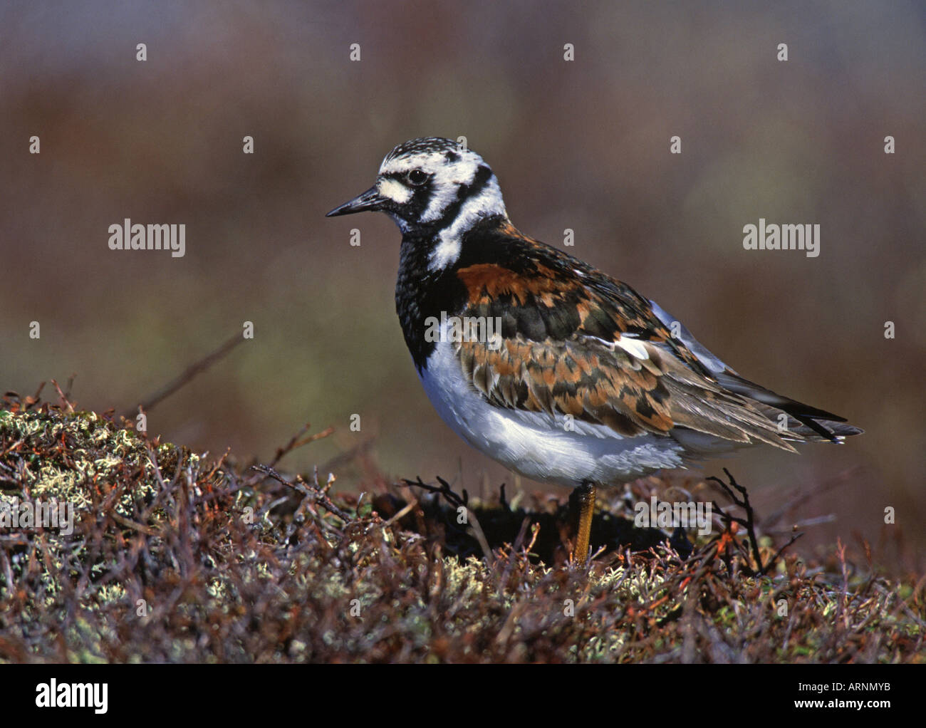 American turnstone hi-res stock photography and images - Alamy
