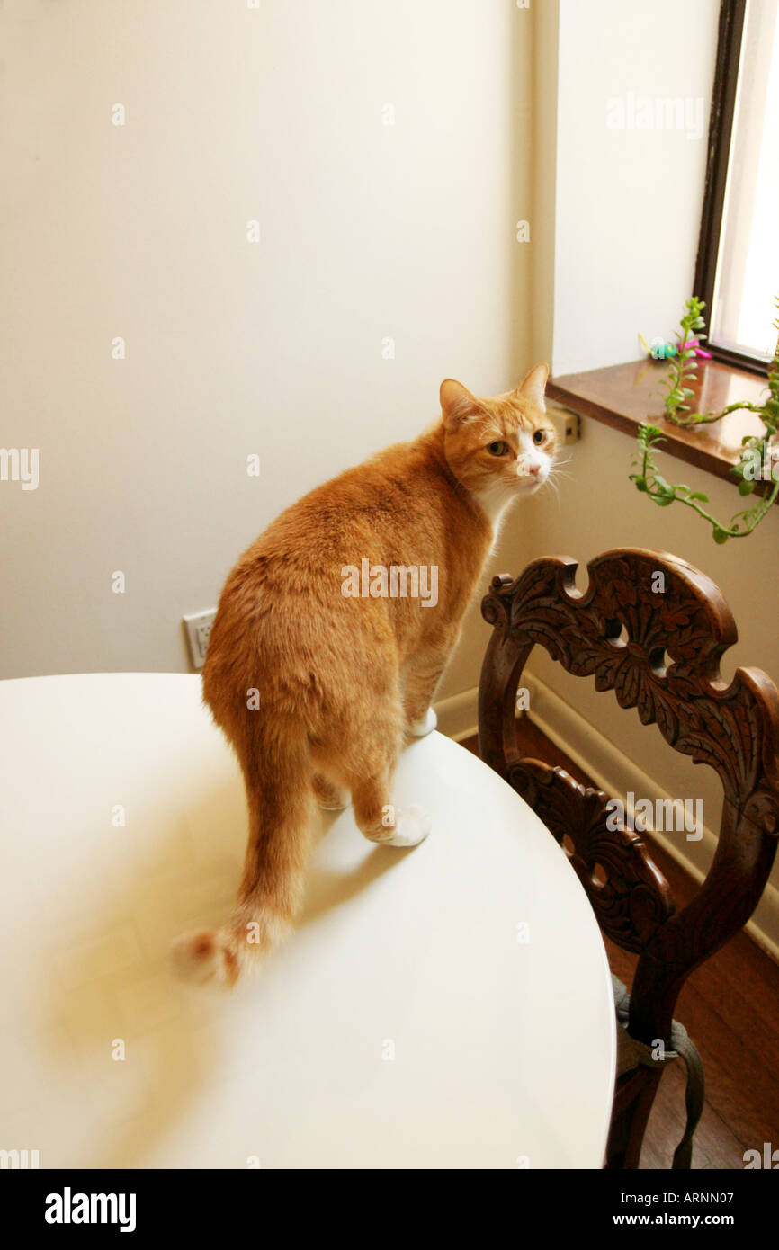 Cat on table, New York Stock Photo - Alamy