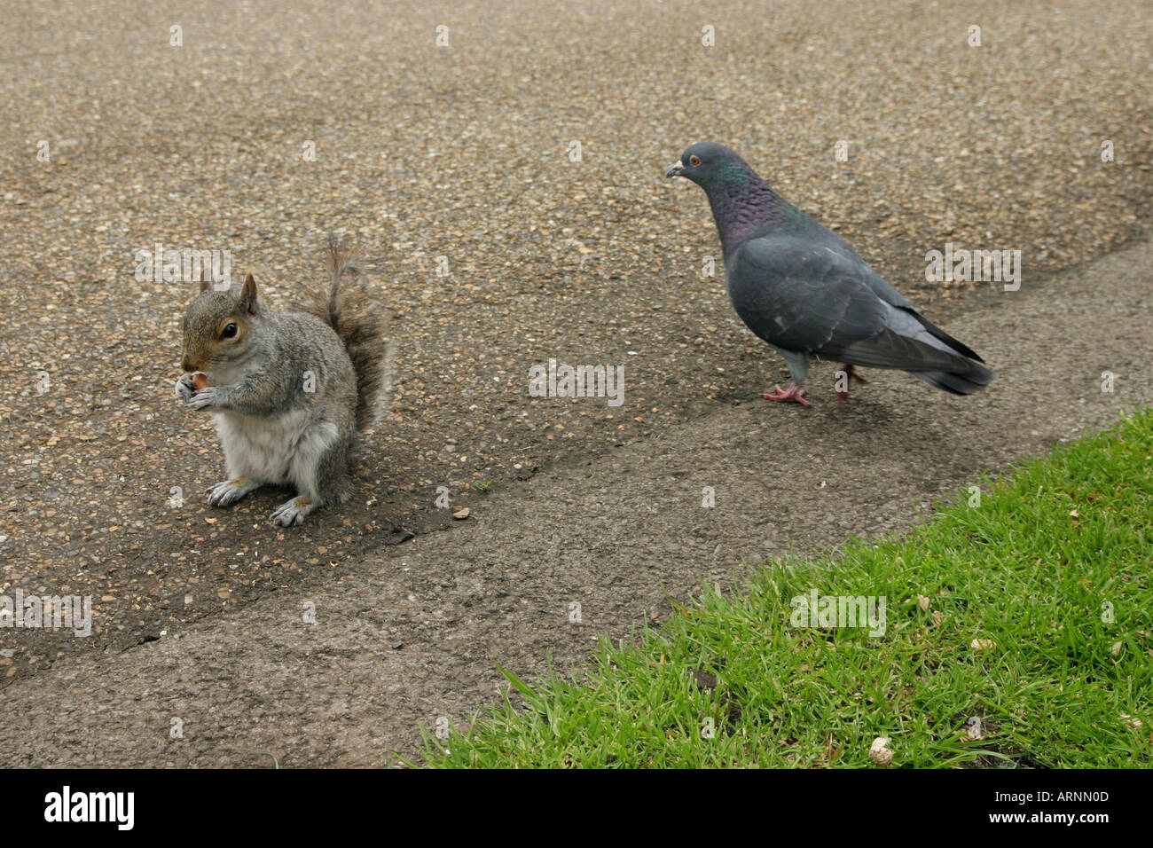 Pigeon and grey squirrel on road, London Stock Photo - Alamy