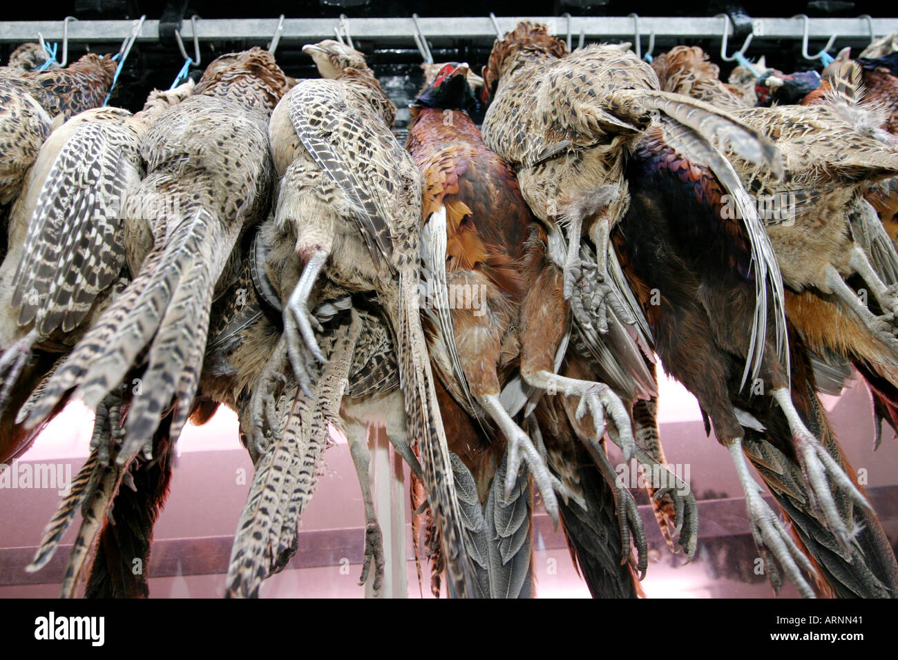 Pheasant claws hi-res stock photography and images - Alamy