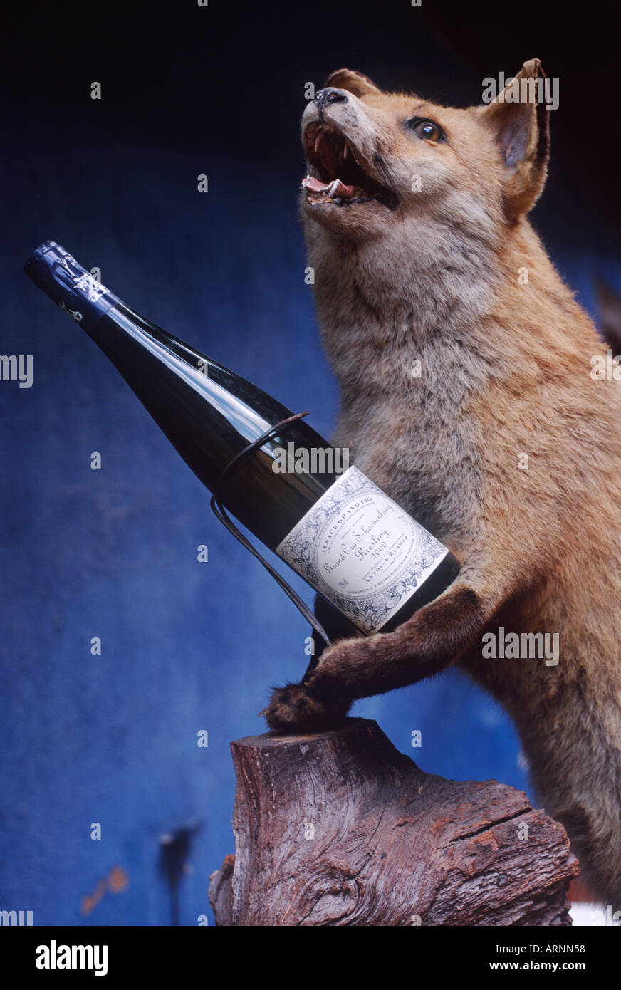 Stuffed fox with bottle of Grand Cru Riesling wine before restaurant ...
