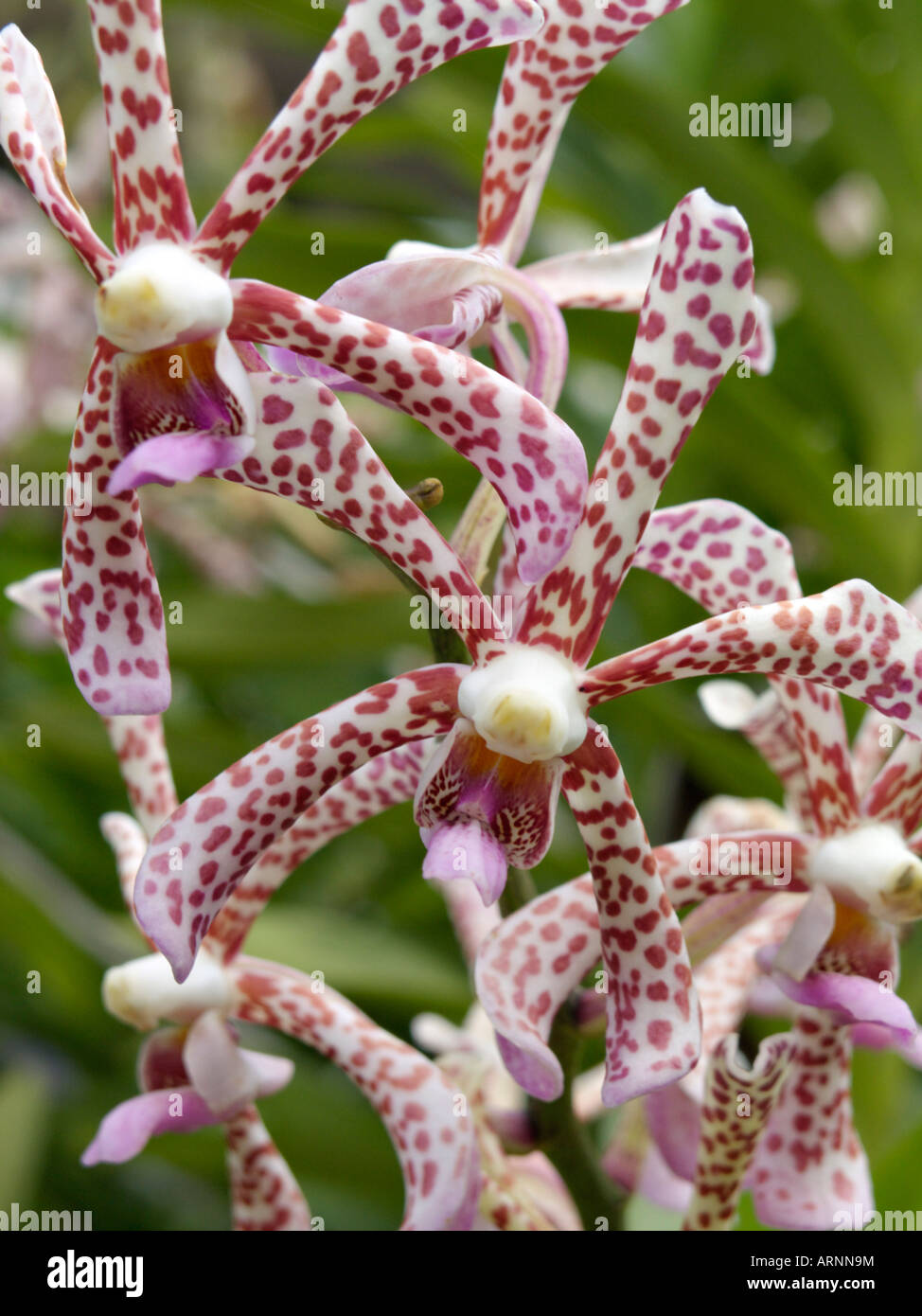 Aranda hi-res stock photography and images - Alamy