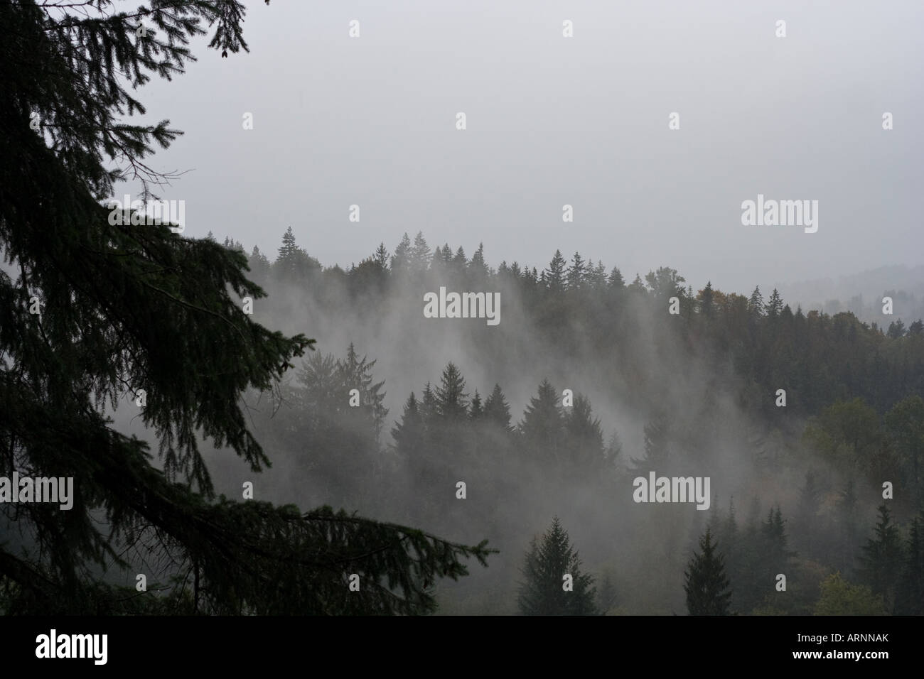Washington fog pine trees hi-res stock photography and images - Alamy