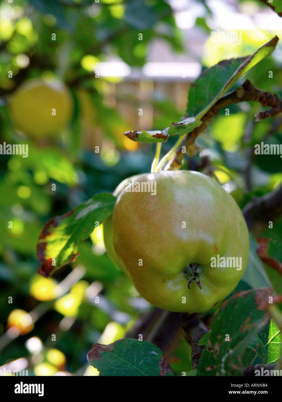 Apple on appletree ready to be Picked Stock Photo - Alamy