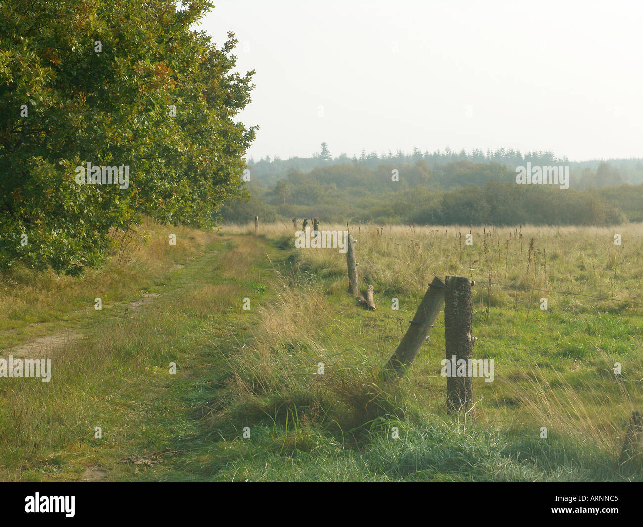 Green footpath in meadow hi-res stock photography and images - Alamy