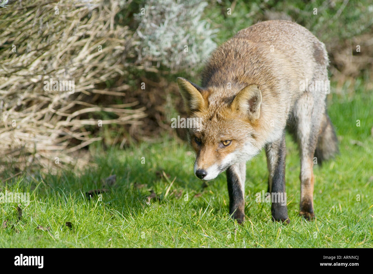 wild fox in suburban garden london england Stock Photo - Alamy